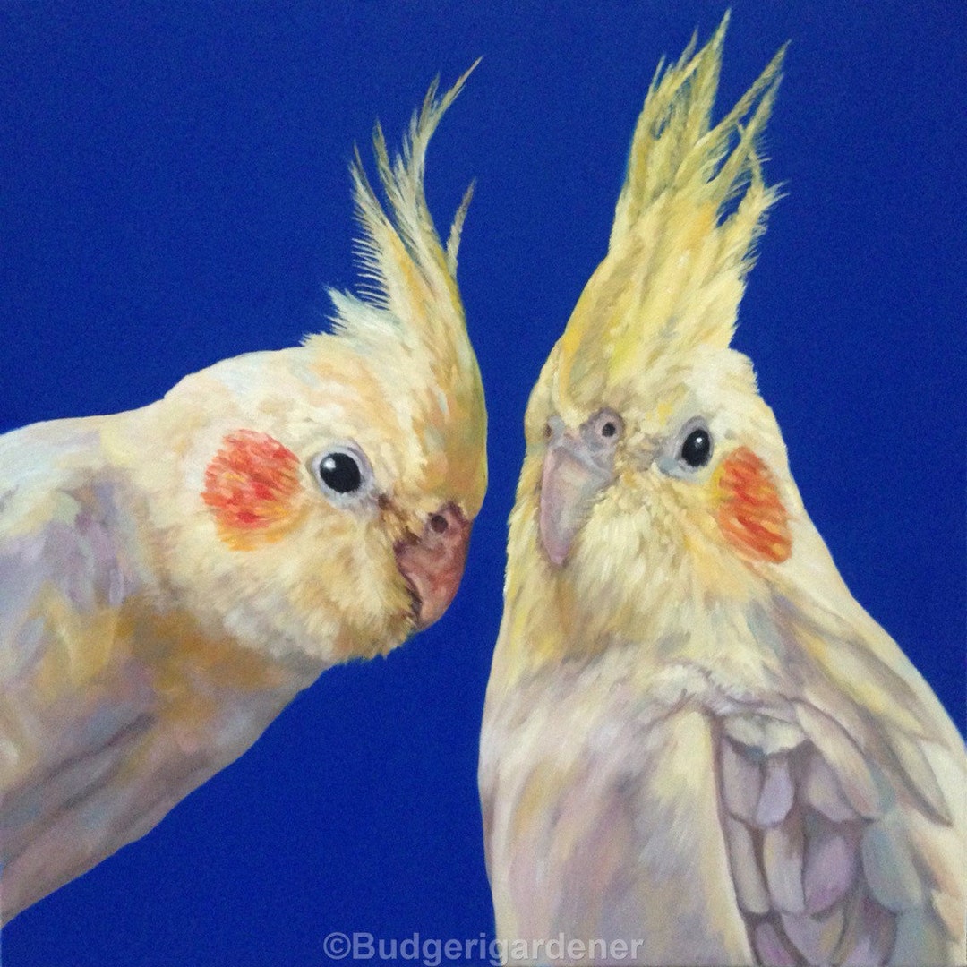 Cockatiel Print, Cockatiel Art, Square Giclee Print, Pet Bird Art ...