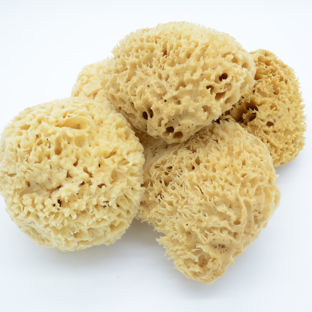 Premium FL Rock Island Wool Sea Sponge for Gentle Bath, Most Luxurious ...