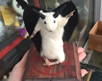 Taxidermy rat | Etsy
