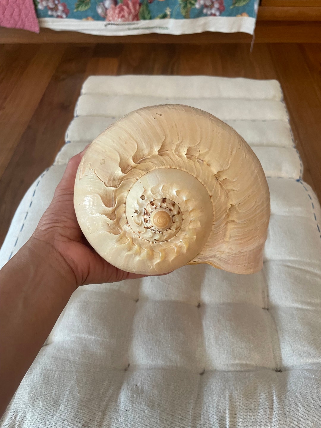 Giant Ocean Shell Conch | Melo Broderipii | Tiger Seashell | Mollusk ...