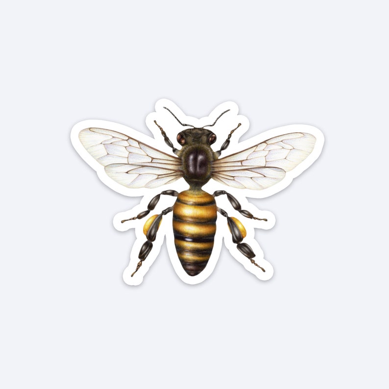 Honey Bee Vinyl Sticker - Etsy