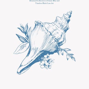 Seashell Clipart Png, Ocean Beach Sketch Illustration, Vintage Nautical ...