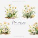 Watercolor Narcissus Clipart Narcissus Floral Bouquet Spring Flowers ...