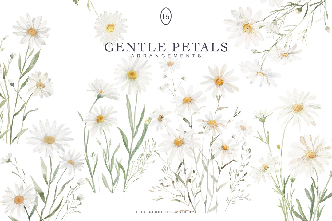 Watercolor Daisy Clipart Png, Summer Flower Bouquets, Vintage Daisies ...