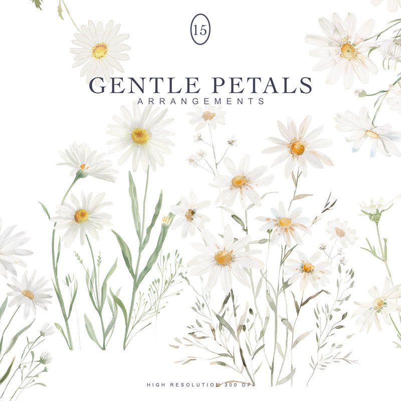 White Daisies to Plant - Etsy