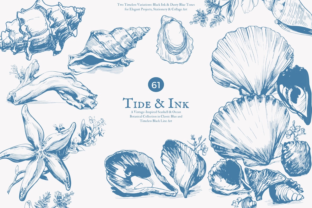 Seashell Clipart Png, Ocean Beach Sketch Illustration, Vintage Nautical ...