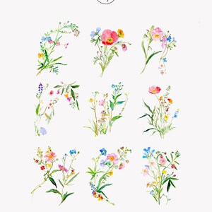 Watercolor Clipart - Png Illustration - Wildflower Bundle - Floral ...