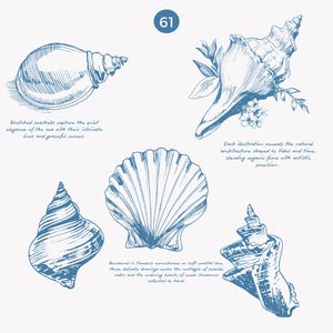 Seashell Clipart Png, Ocean Beach Sketch Illustration, Vintage Nautical ...