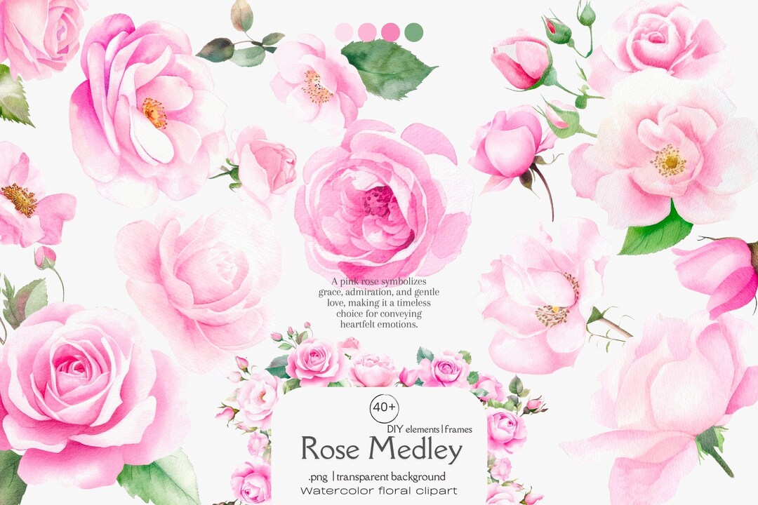 Pink Roses - Watercolor Flowers - Floral Clipart - Elegant Blooms ...