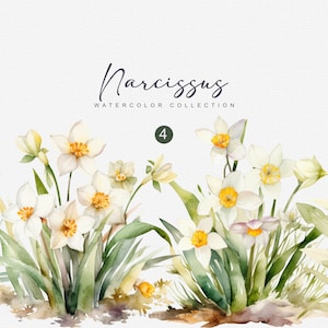 Watercolor Narcissus Clipart Narcissus Floral Bouquet Spring Flowers ...