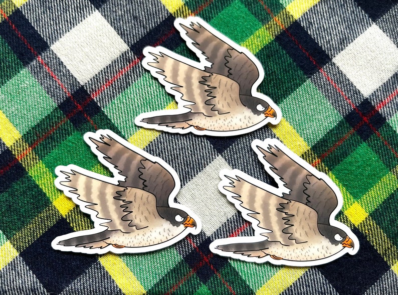 Peregrine Falcon Vinyl Sticker - Cartoon Raptor - Bird of Prey - Etsy