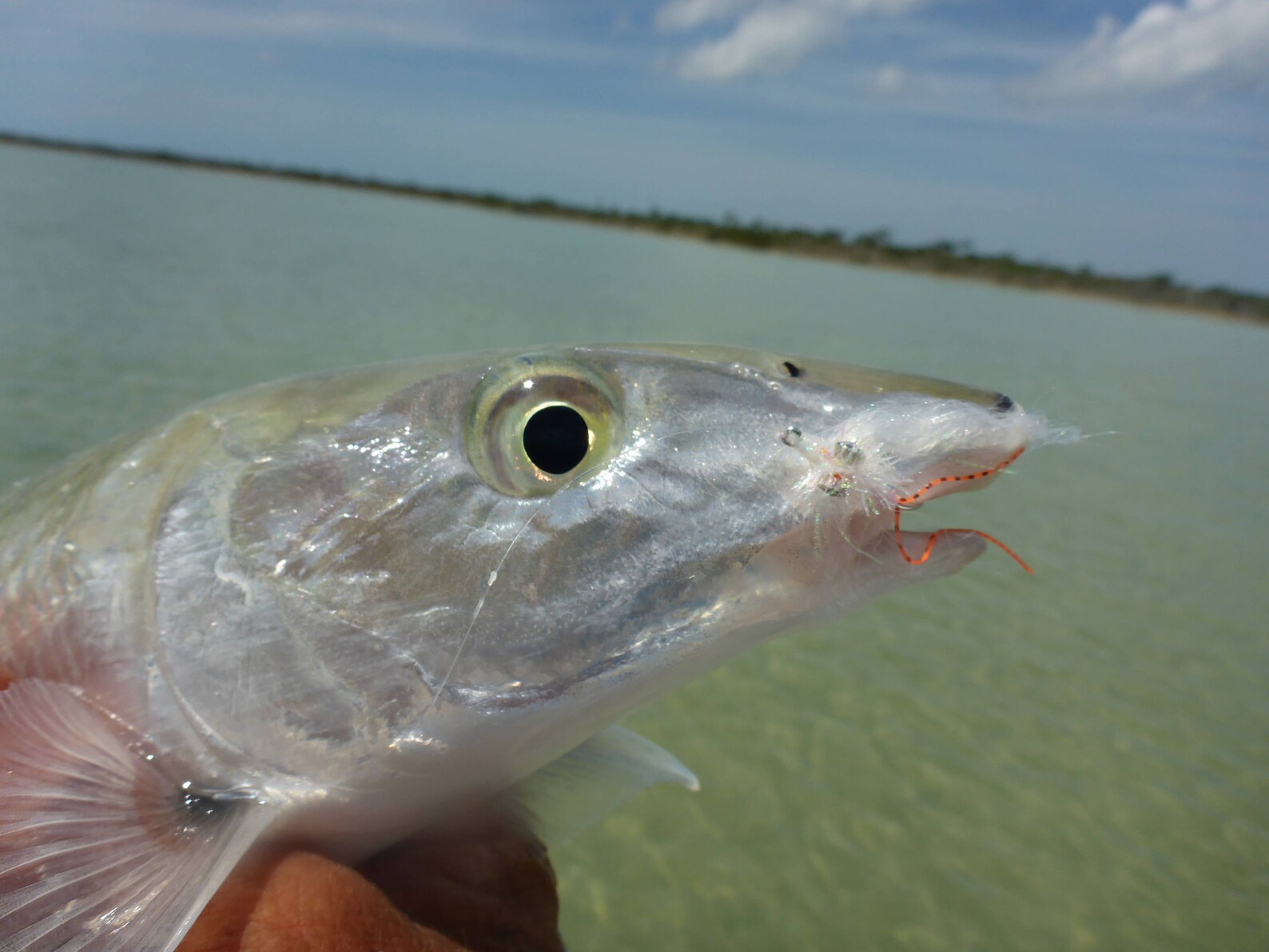Fly Fishing Flies, Bonefish Fly, Redfish Flies, Saltwater Fly Fishing ...