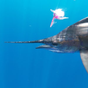 Sailfish Flies, Saltwater Fly Fishing Flies, Billfish Flies, Marlin ...
