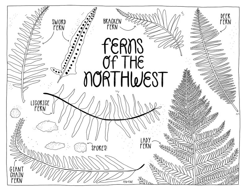 Ferns of the Northwest Coloring Page | Adult & Kids Activity (PDF ...