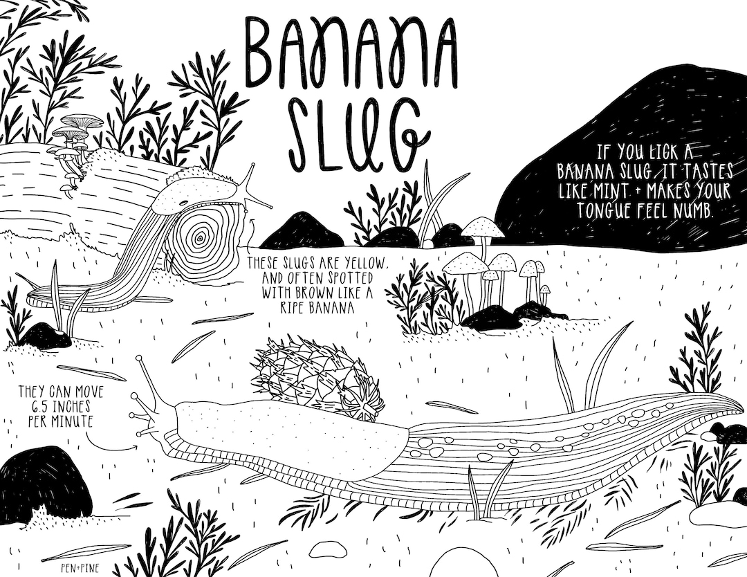 Banana Slug Coloring Page | Redwood Forest Art (PDF Printable) - Etsy