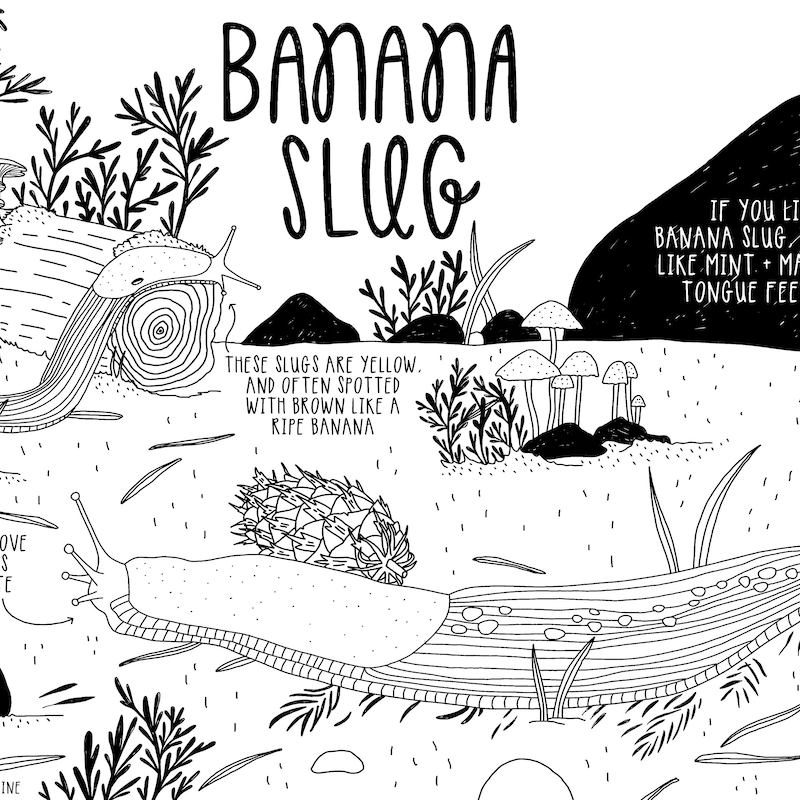 Banana Slug Drawing - Etsy