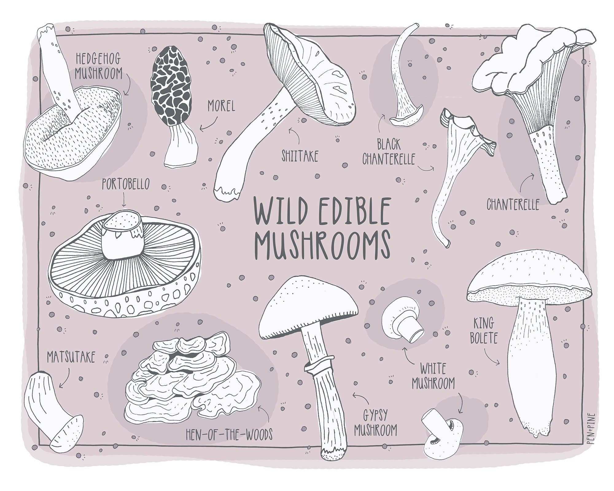 Common Field Mushroom Vintage Fungi Art Prints Lithographs Illustration ...