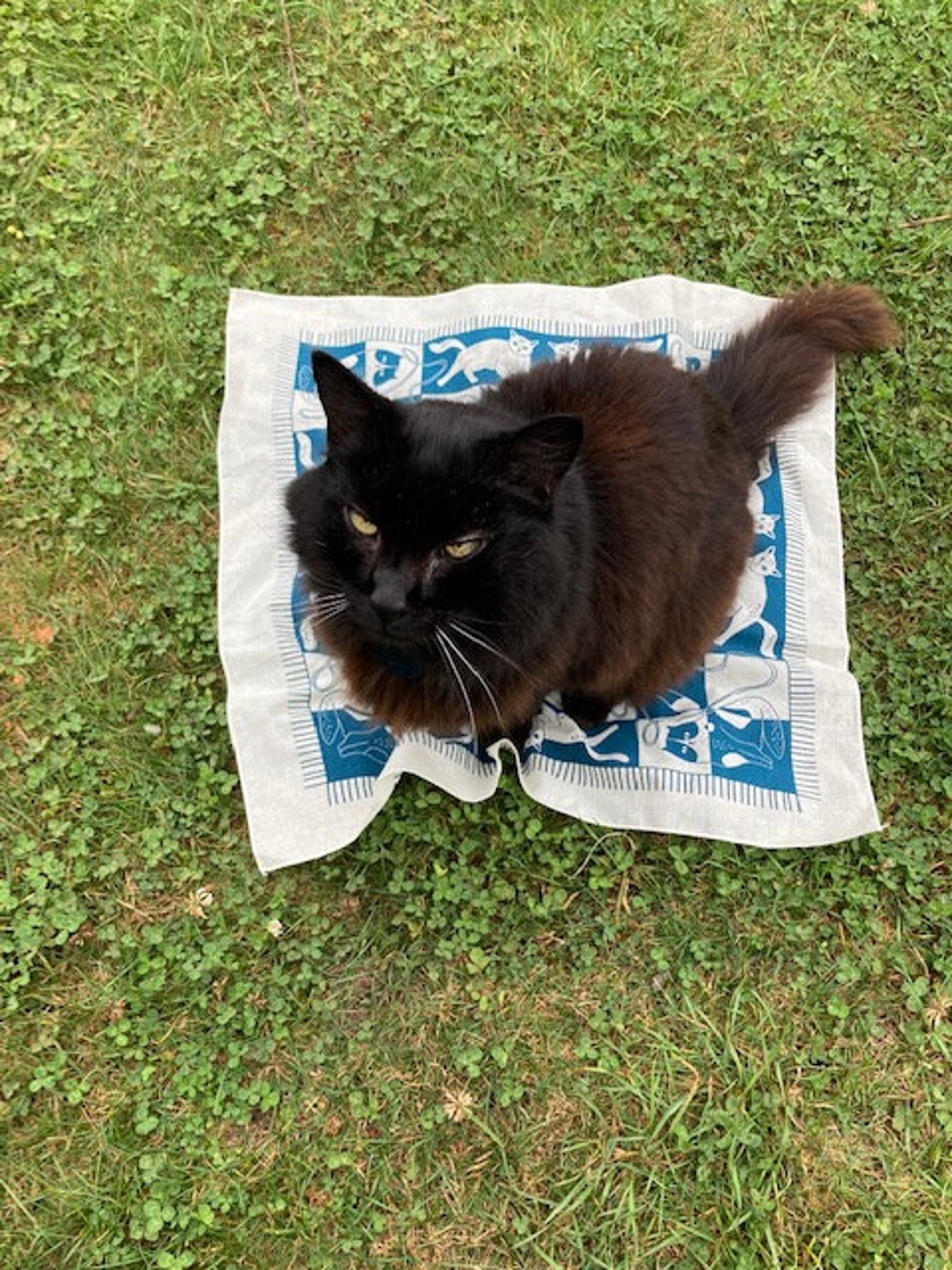 Cozy Cats Bandana Cotton Bandana Screen Printed Natural - Etsy