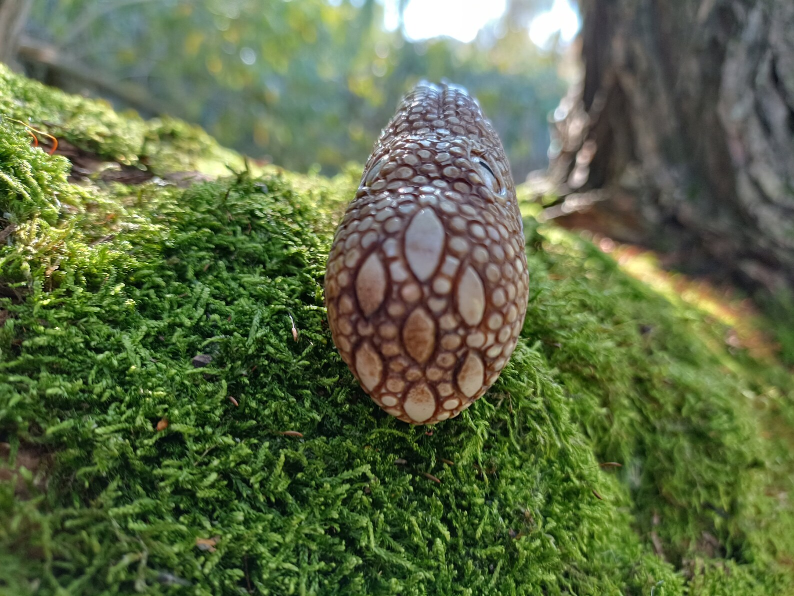 Octopus the Handle for the Knife Handle for Elk Horn - Etsy