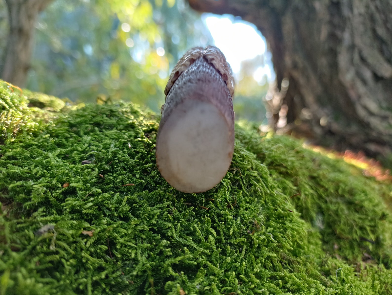 Octopus the Handle for the Knife Handle for Elk Horn - Etsy