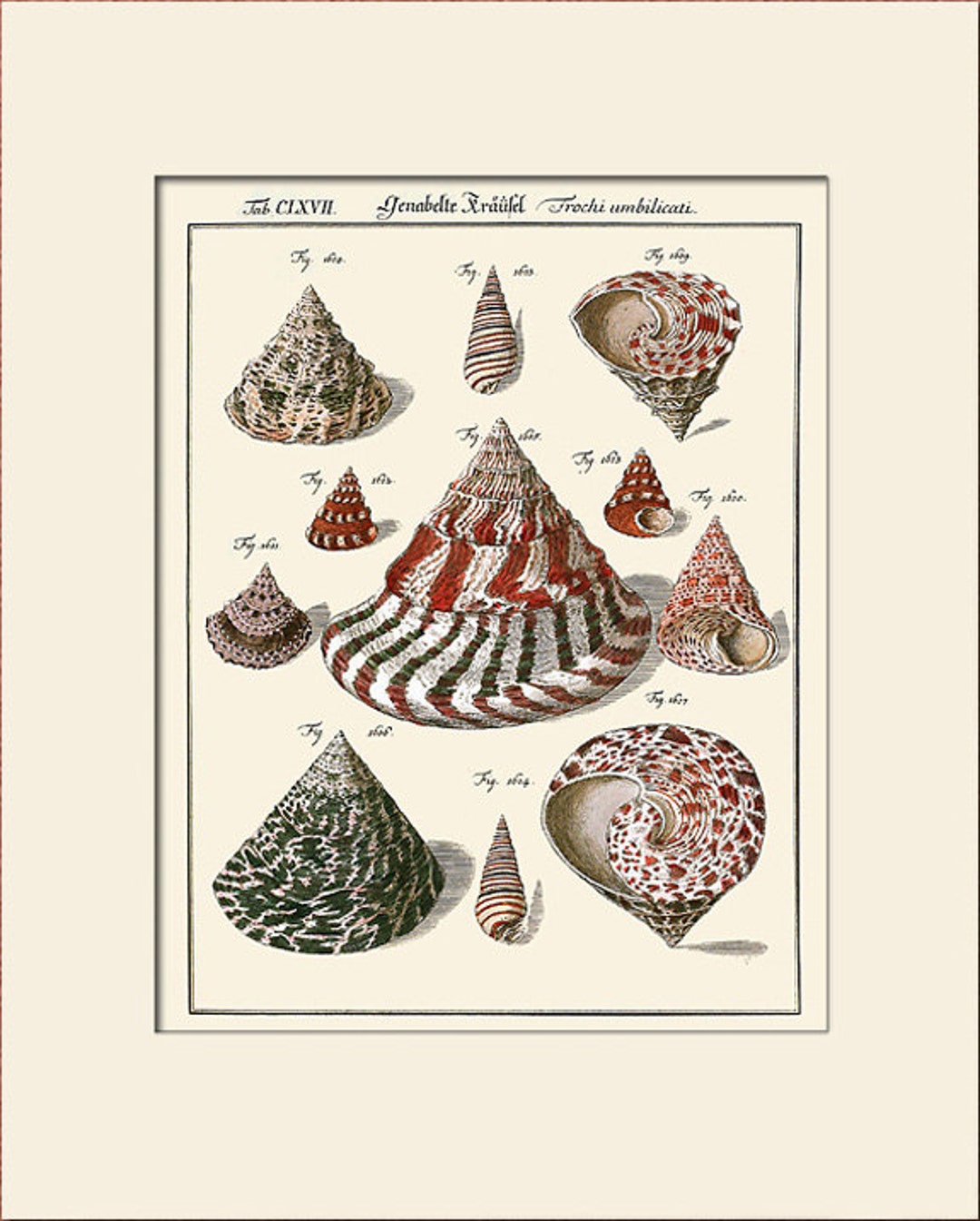 Vintage Sea Shell Art Print, Plate 167, Natural History Illustration ...