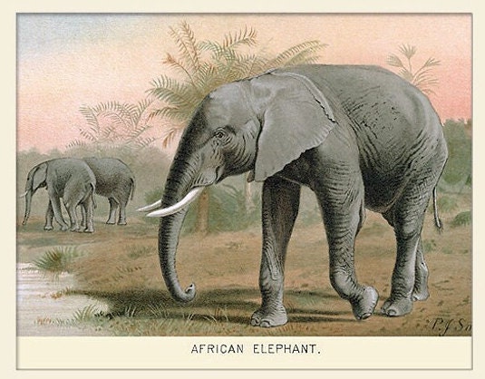 African Elephant Art Print, Natural History Illustration, Wall Art ...