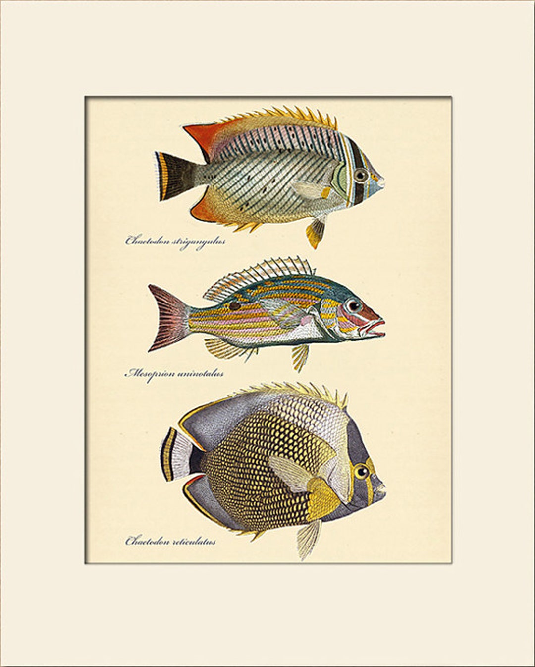 Vintage Fish Art Print #101, Natural History, Beach House Wall Art ...
