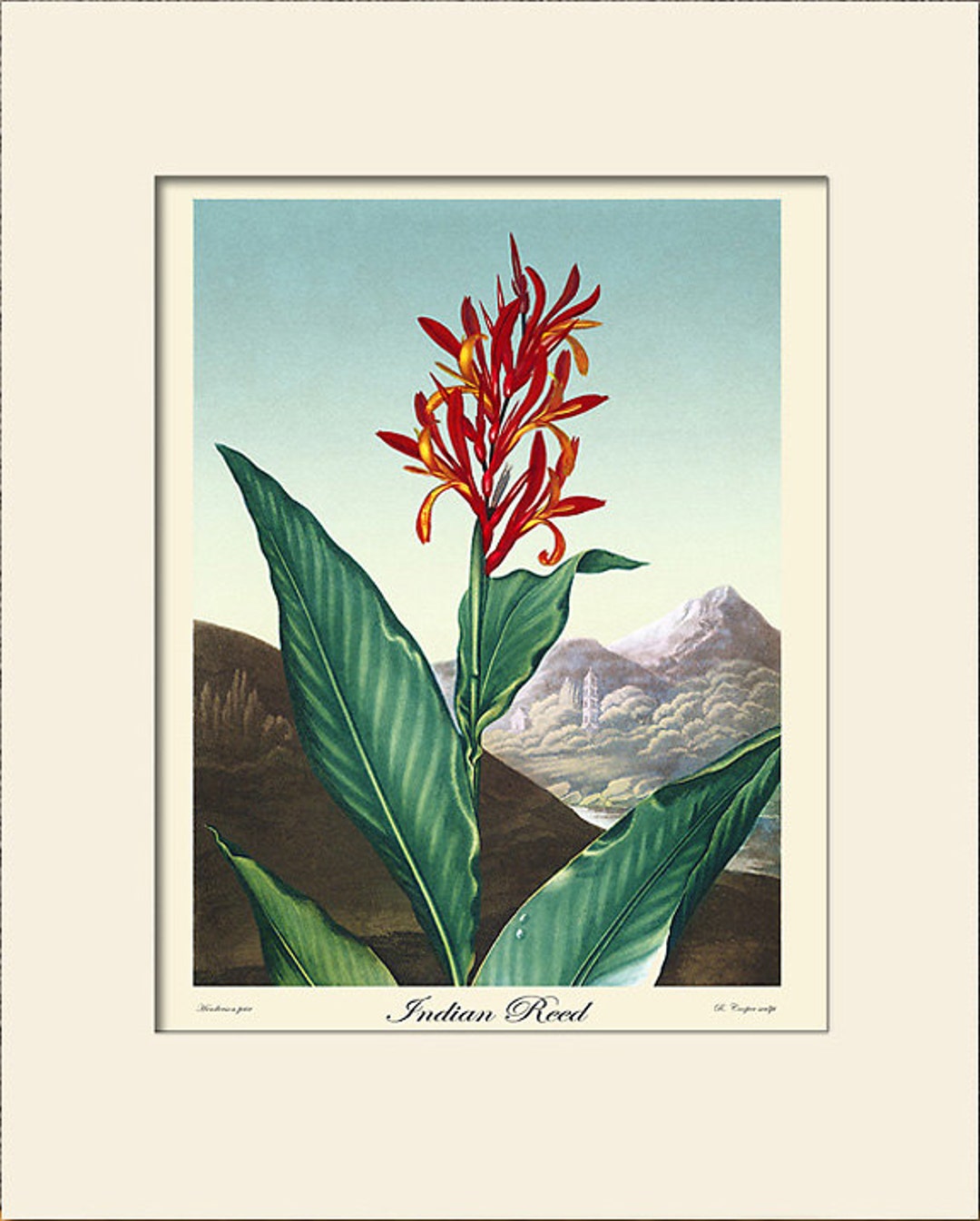 Indian Reed Plant Botanical Print, Temple of Flora, Thornton, Art Print ...