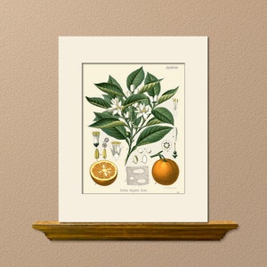 Botanical Print, Orange (citrus Vulgaris Risso) Plant Print, Art Print ...