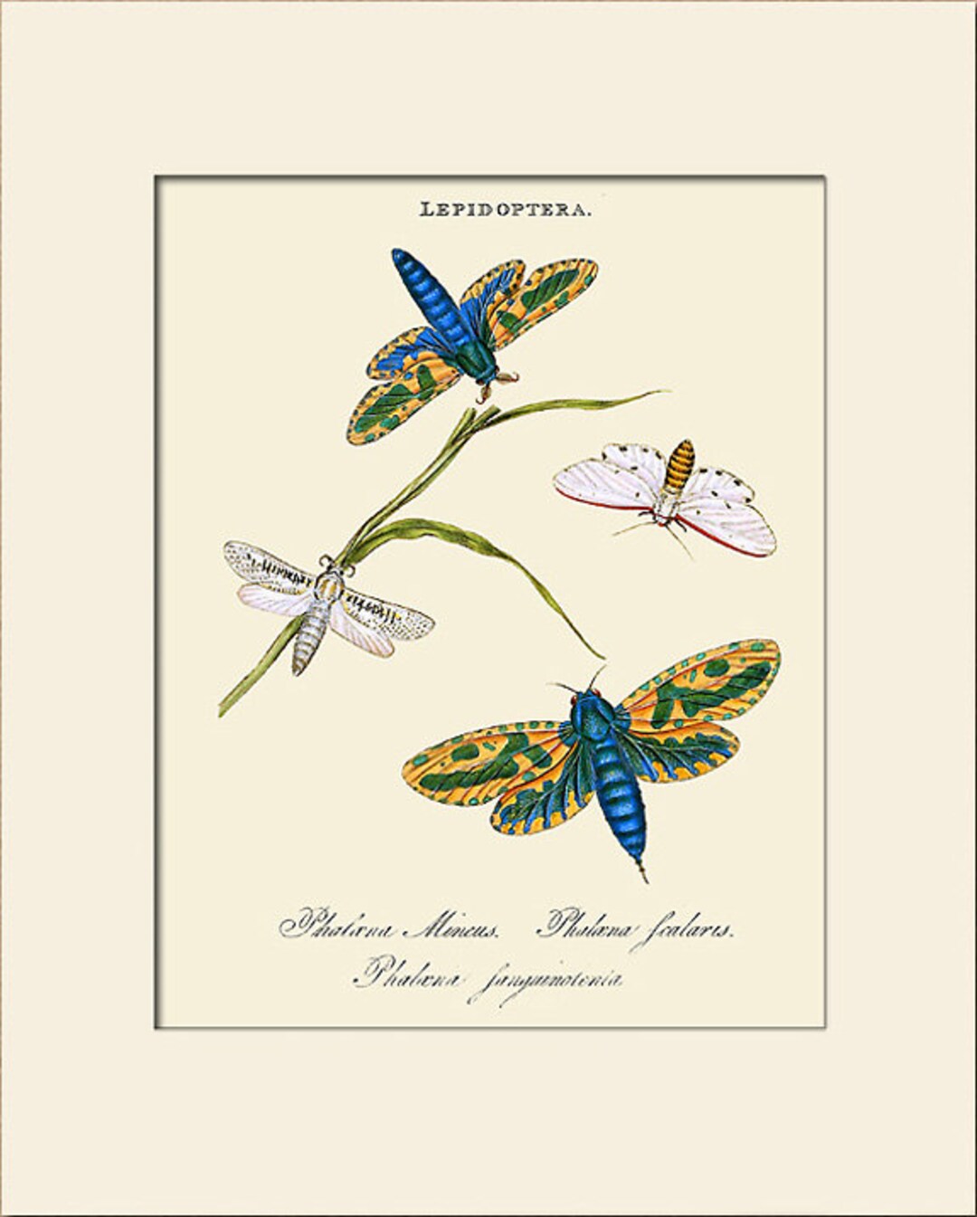 Lepidoptera Insect, Art Print by Edward Donovan, Natural History ...