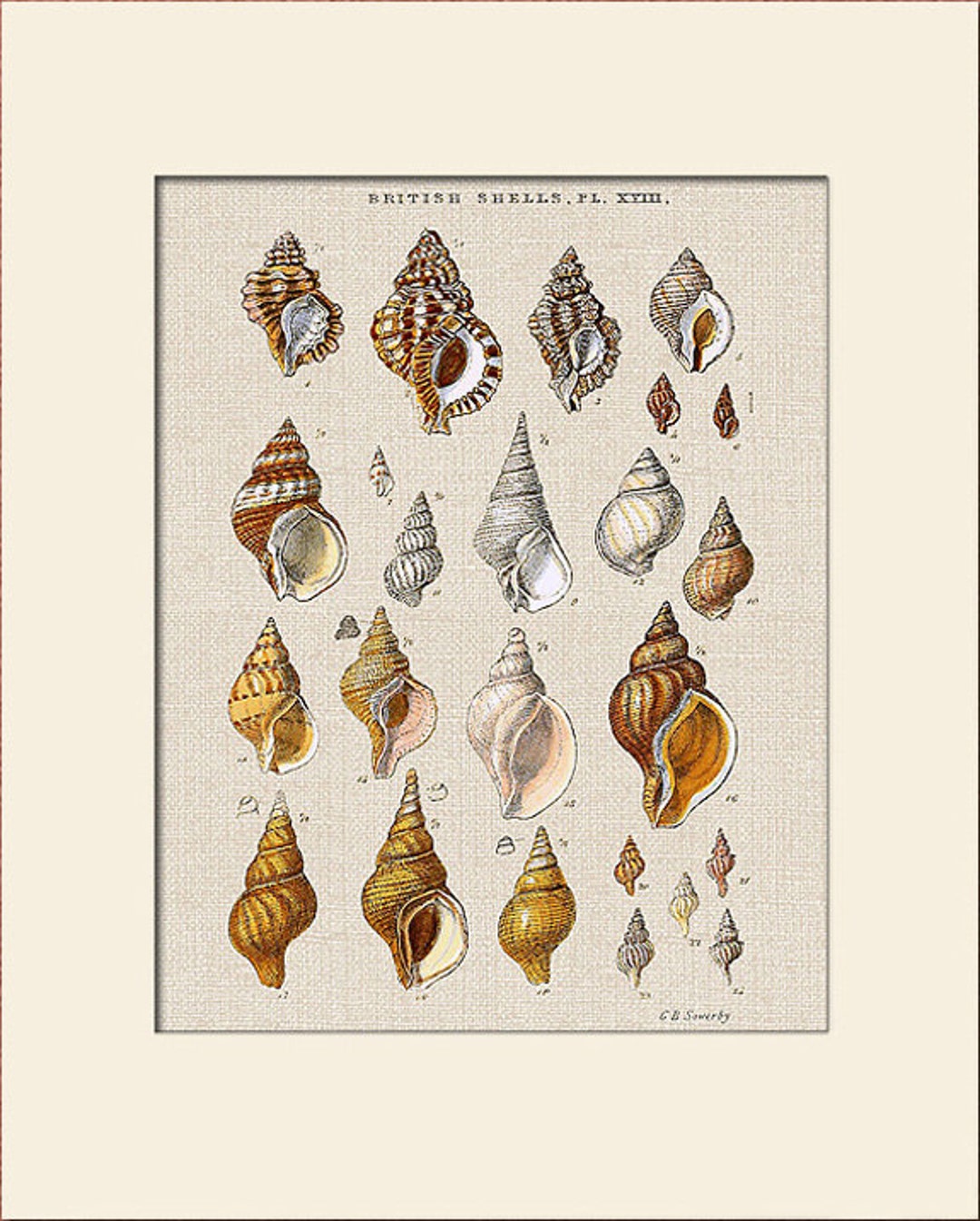 Sea Shell Art Print, Plate 18, George Sowerby, Natural History ...
