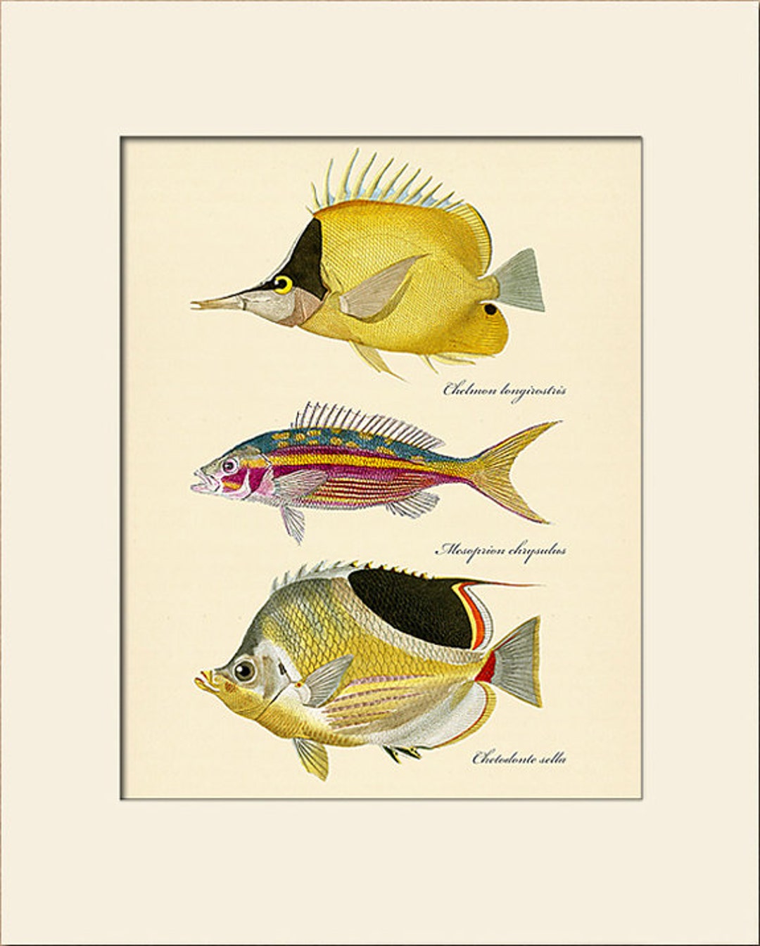 Vintage Fish Art Print #102, Natural History Illustration, Costal, Wall ...