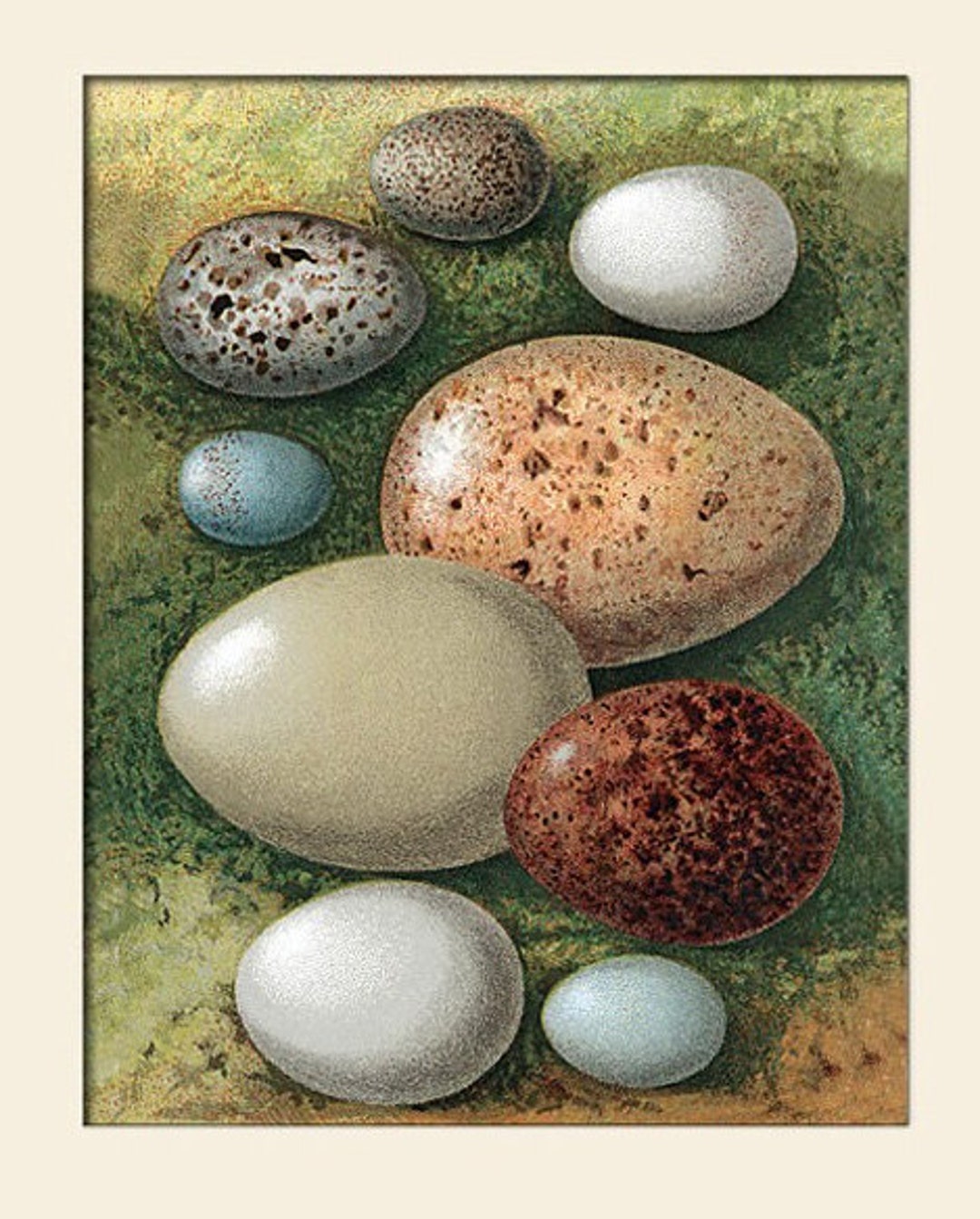 Bird Eggs Print, Woodlark, Merlin, Etc. by Thorburn, Art Print Natural ...