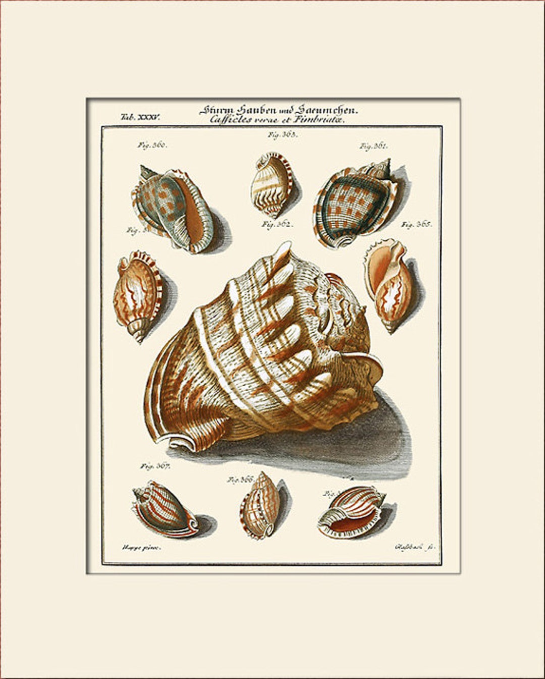 Vintage Sea Shell Art Print, Plate 35, Natural History Illustration ...