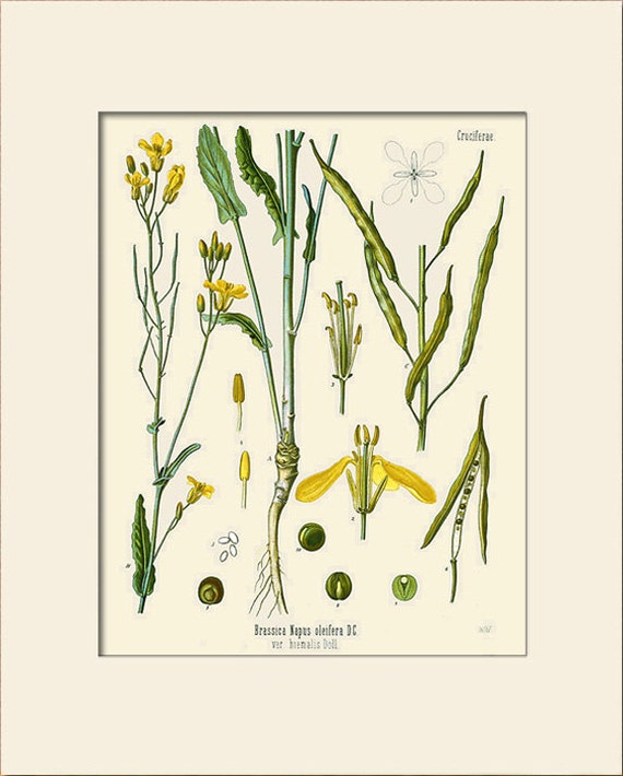 Botanical Print Rapeseed Plant Art Print Brassica Napus Art - Etsy