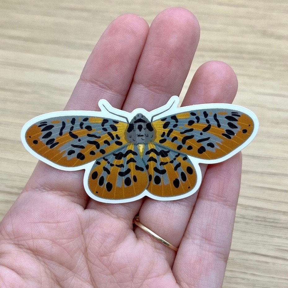 Bracca Matutinata Moth Sticker - Etsy