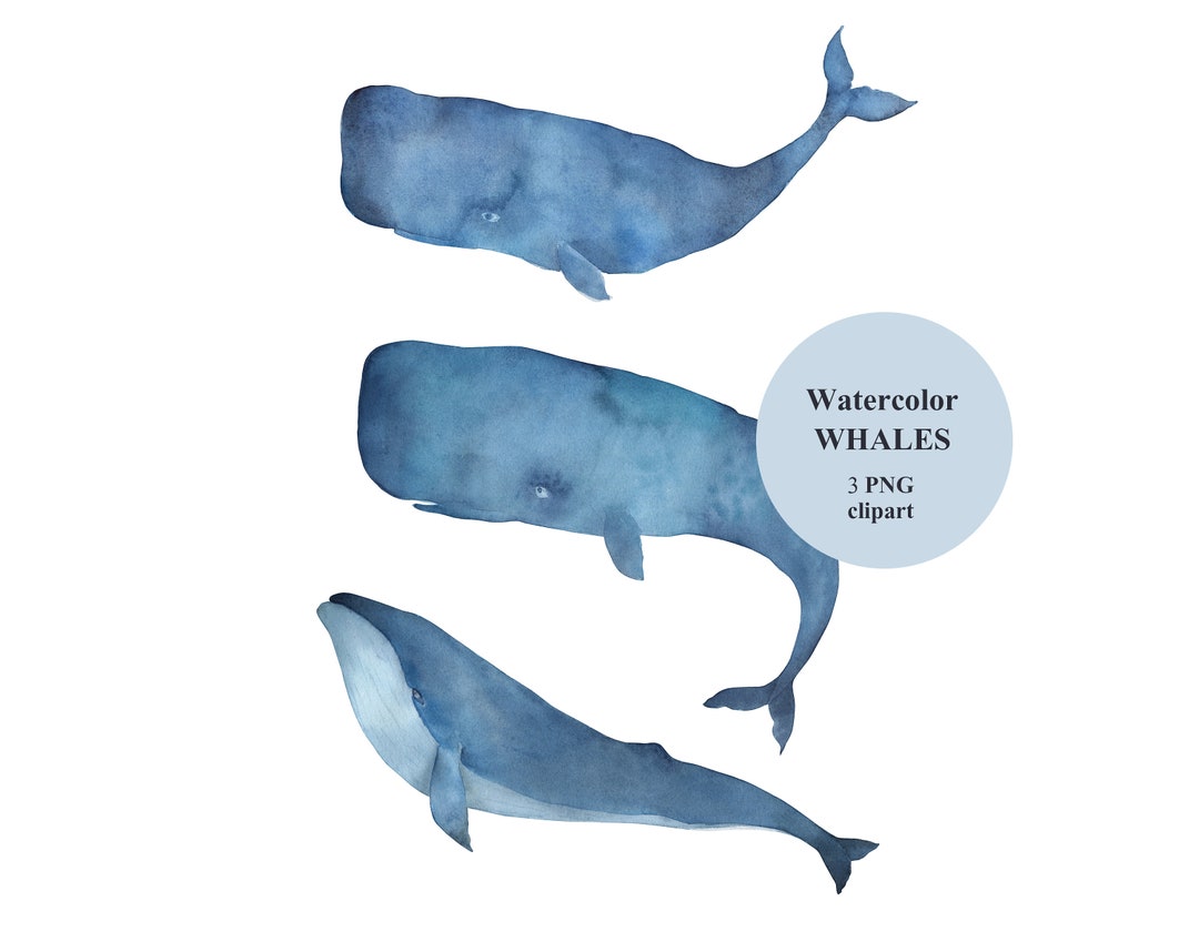 Watercolor Whales Clipart Collection, PNG, Digital Download - Etsy