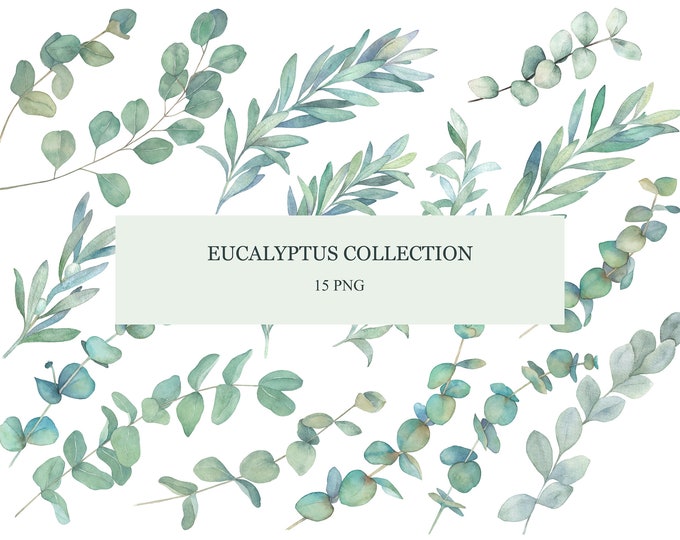 Eucalyptus. Watercolor Floral Clipart. Individual Elements. Green ...