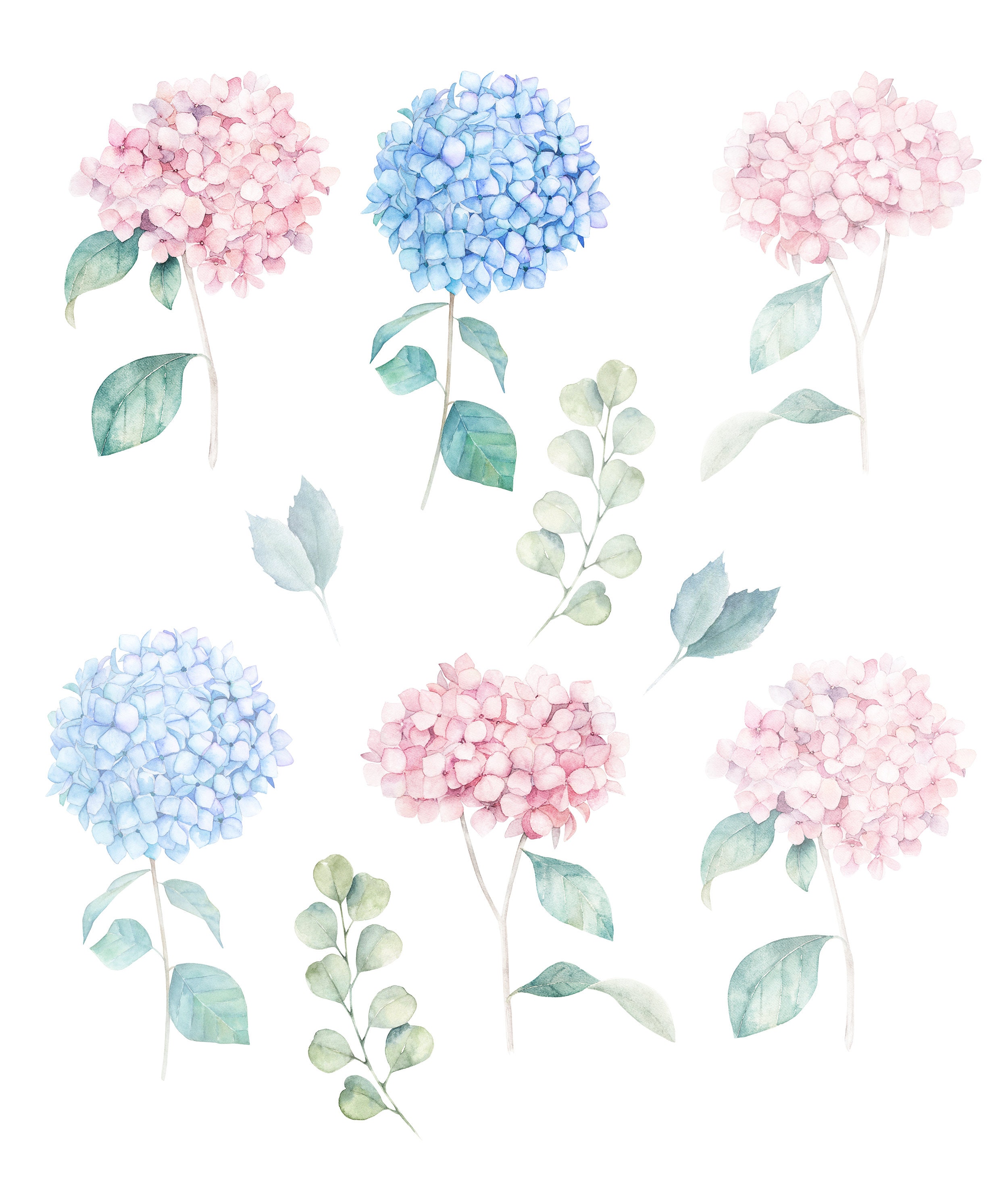 Watercolor Hydrangea Flowers Clipart. Floral Collection | Etsy