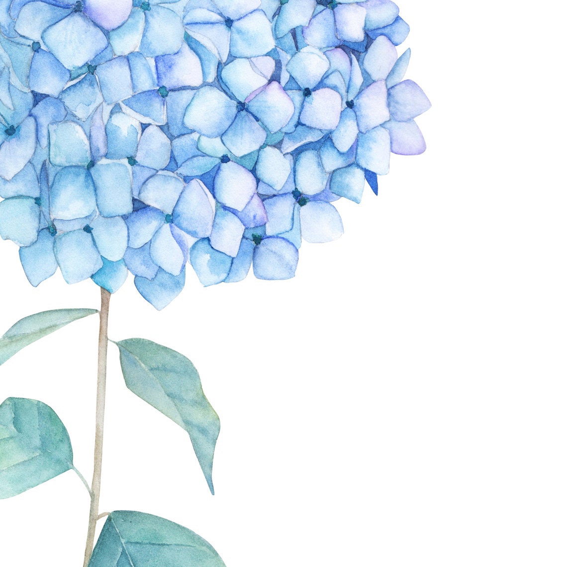 Watercolor Hydrangea Flowers Clipart. Floral Collection - Etsy