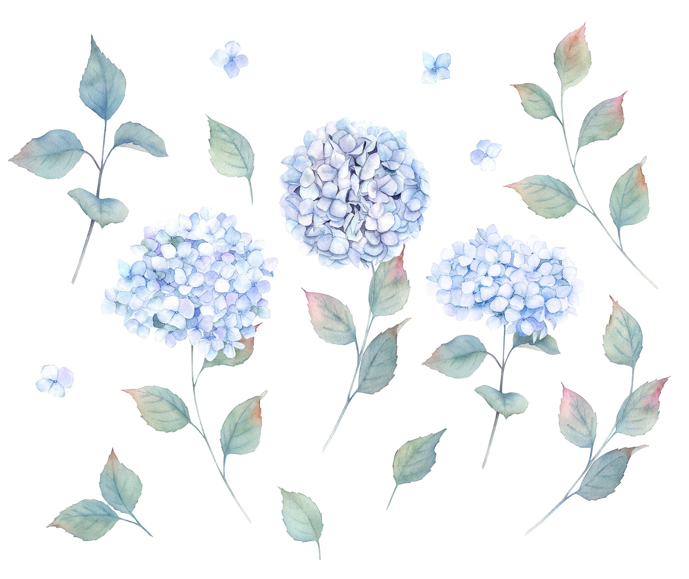 Delicate Watercolor Hydrangea Flowers Clipart. Floral - Etsy