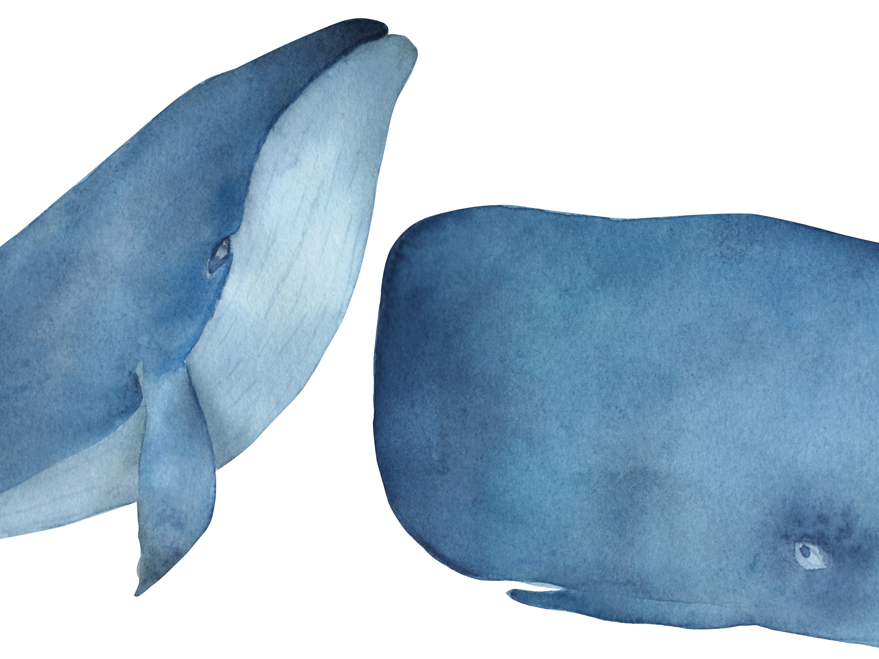 Watercolor Whales Clipart Collection PNG Digital Download - Etsy