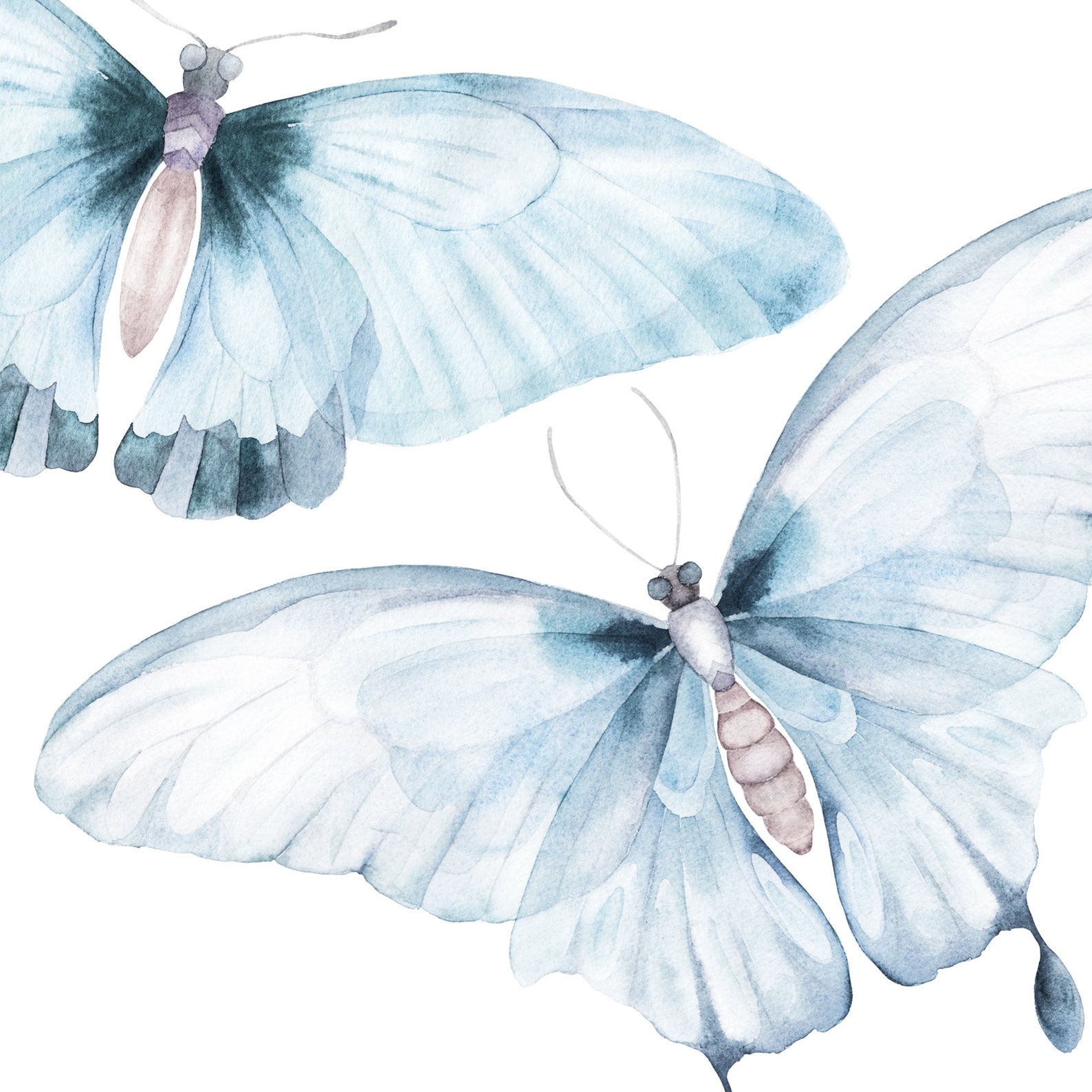 Butterfly Watercolor Clipart. Hand Painting Png Elements. Digital ...