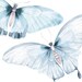 Butterfly Watercolor Clipart. Hand Painting Png Elements. Digital ...