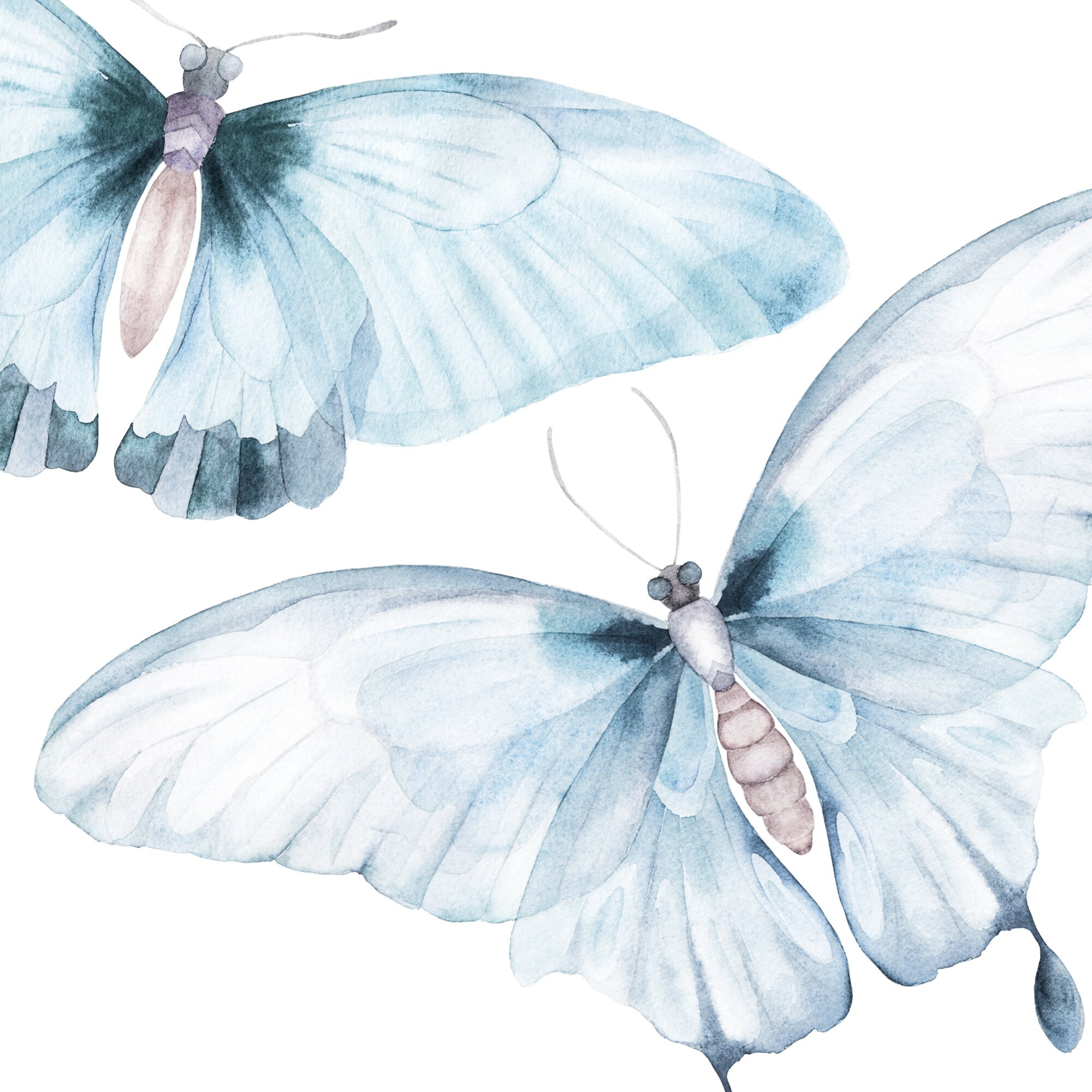 Butterfly Watercolor Clipart. Hand Painting Png Elements. - Etsy