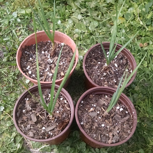 Society Garlic - Etsy