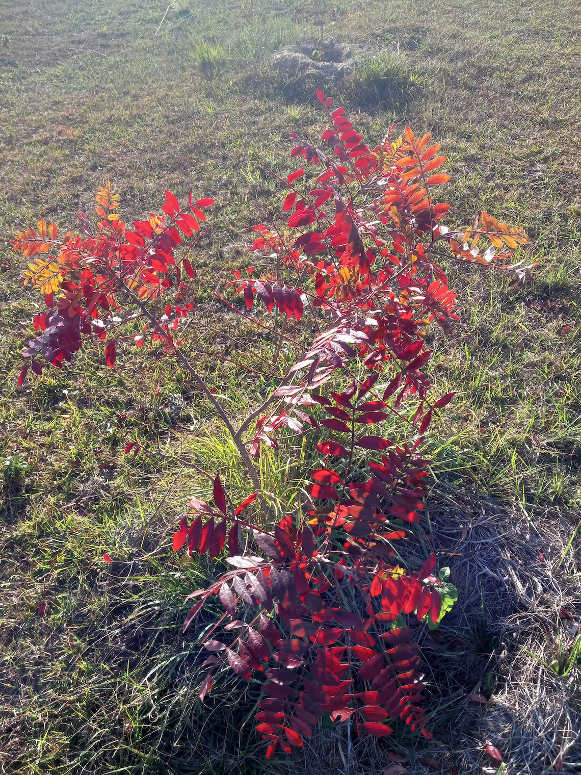 Winged Sumac - Native Perennial - Great Fall Colors - Edible Uses - Etsy