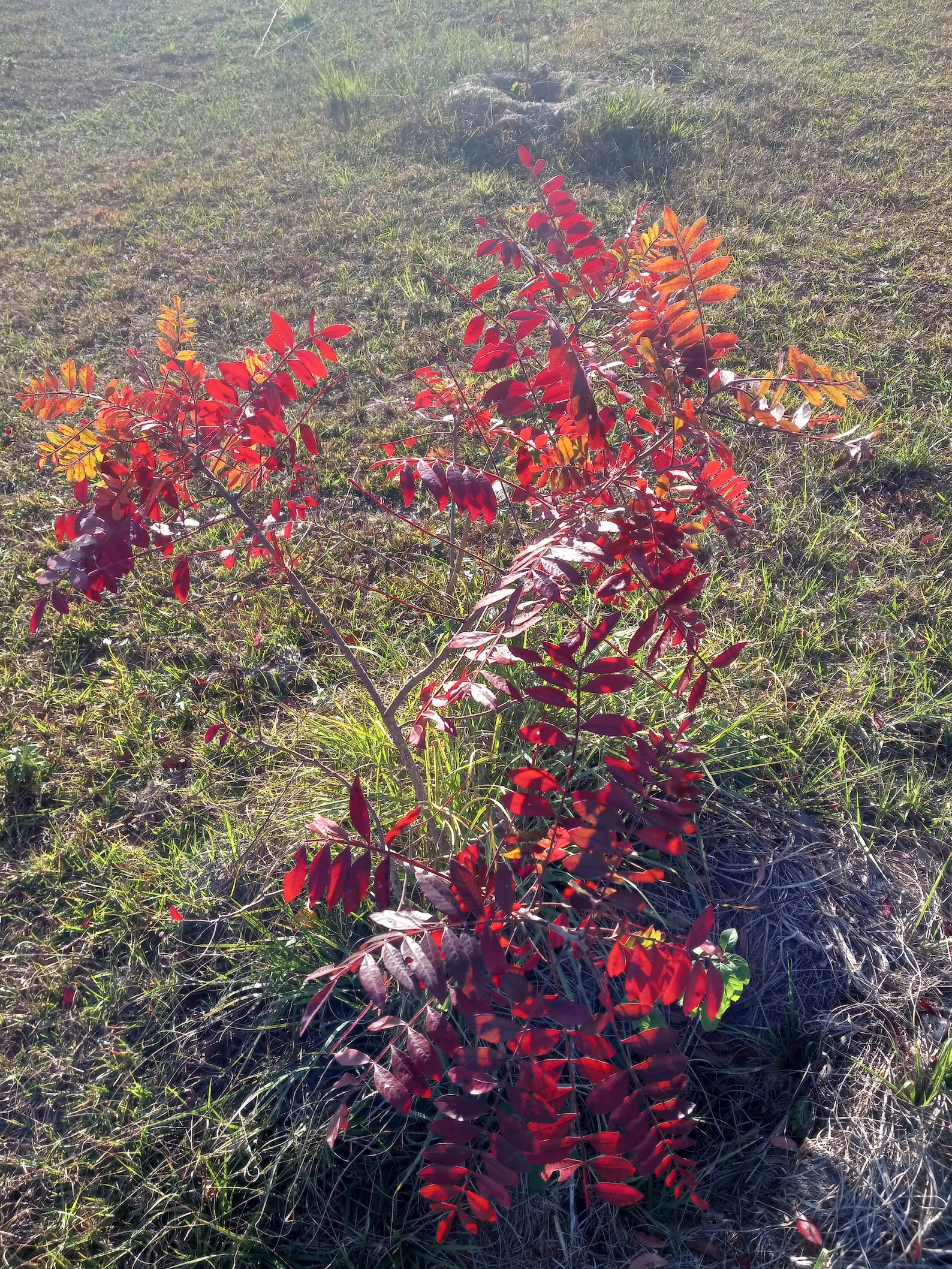 Winged Sumac - Native Perennial - Great Fall Colors - Edible Uses - Etsy
