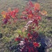 Winged Sumac - Native Perennial - Great Fall Colors - Edible Uses - Etsy