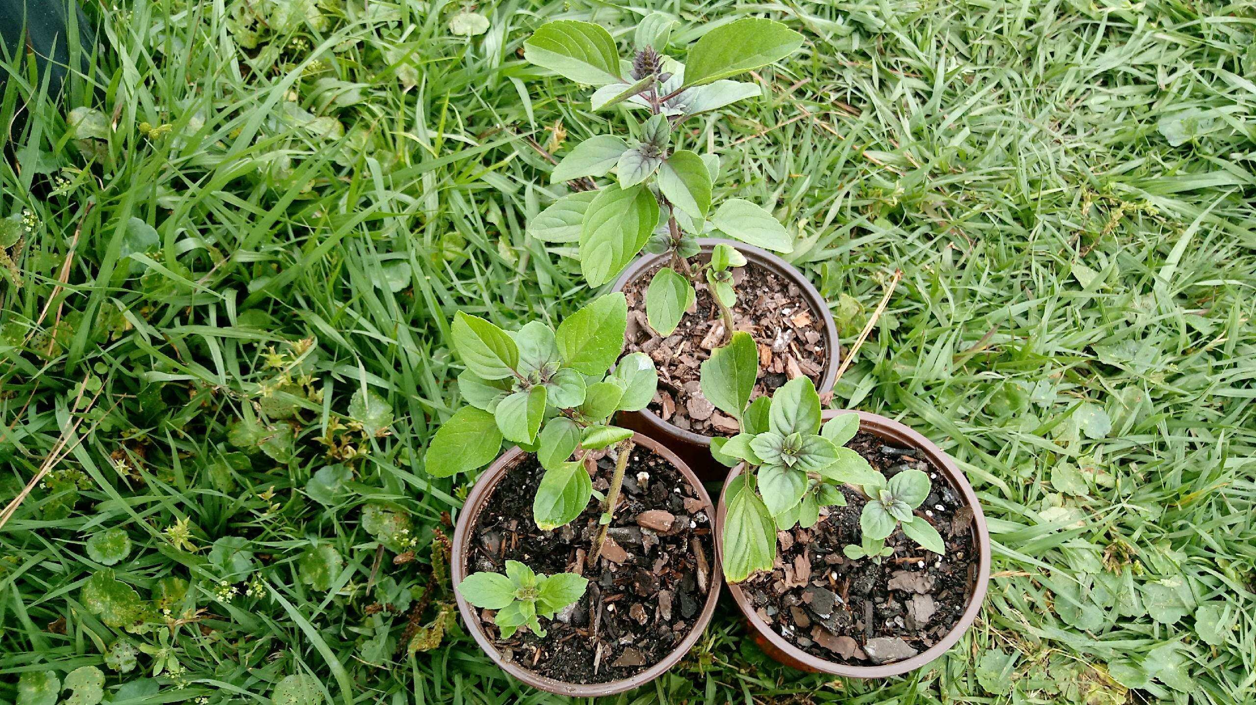 African Blue Basil Perennial 1 Live Plant - Etsy